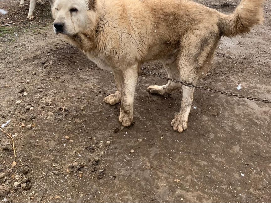 Кавказский волкодав