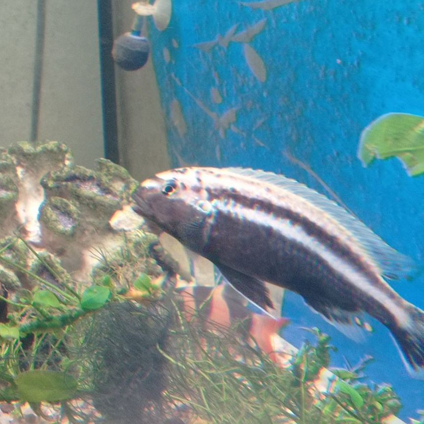 Самец меланохромис золотой, 2 года, активно мечет