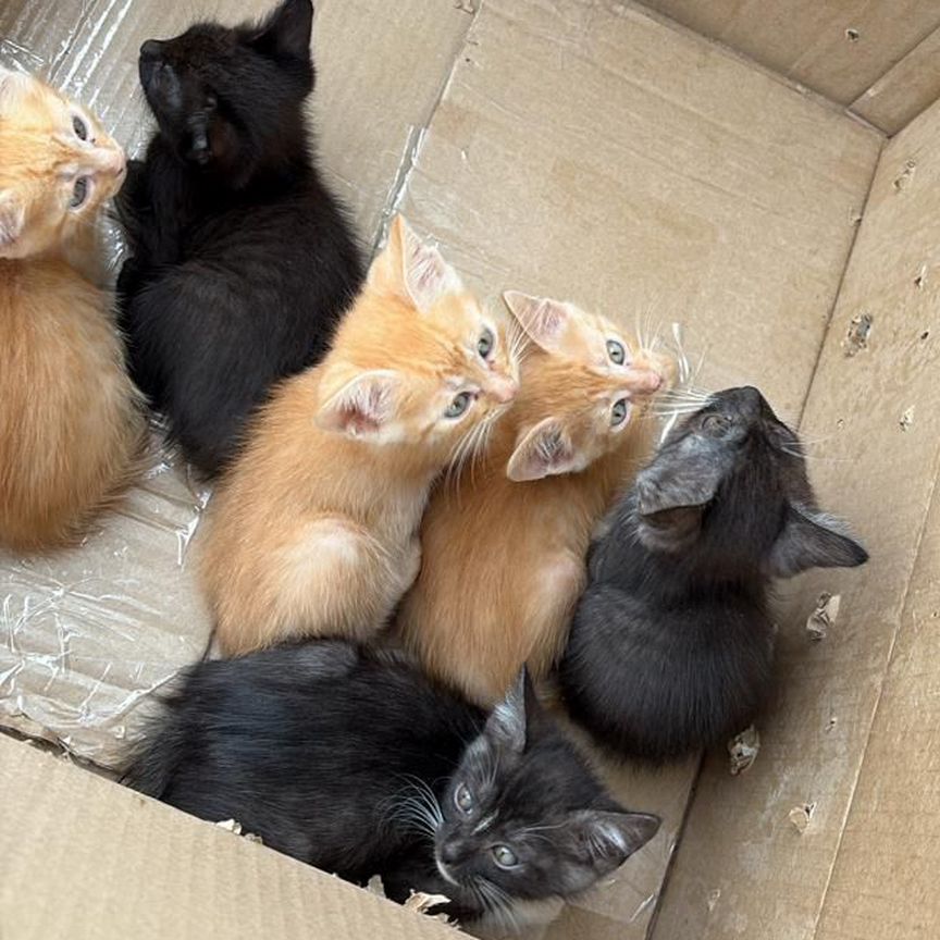 Котята в добрые руки