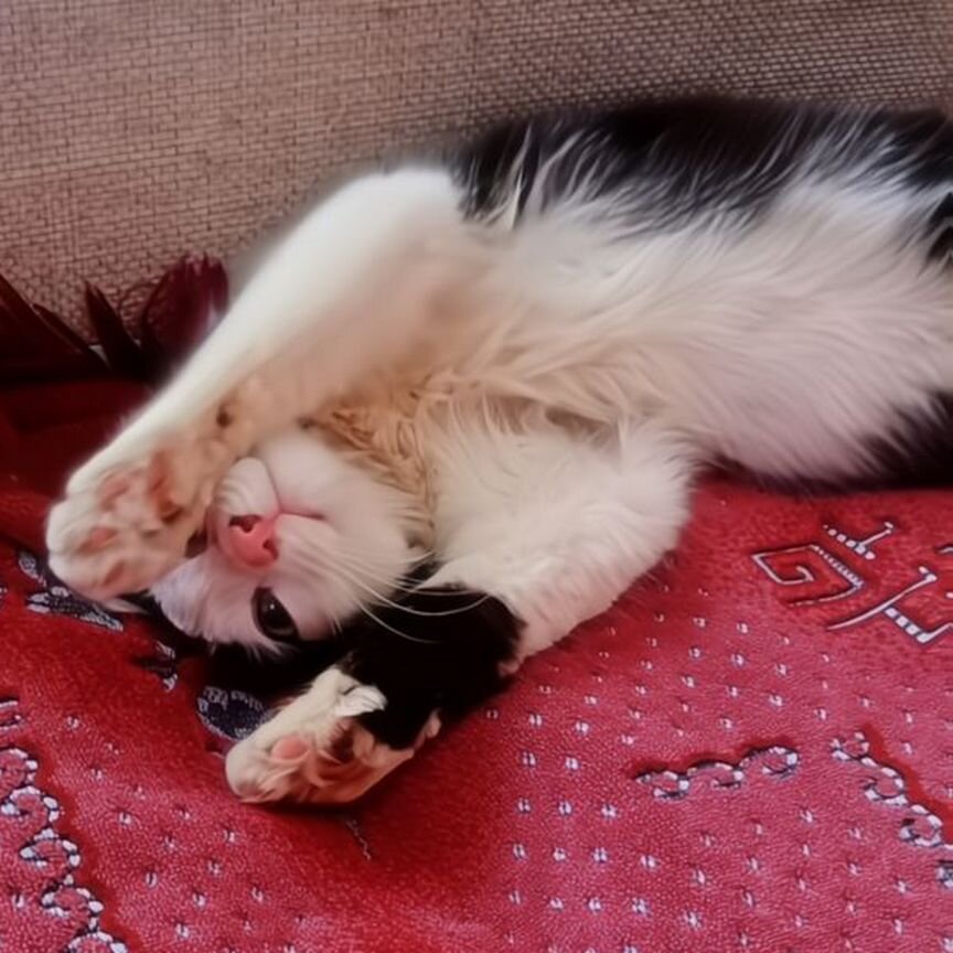 Котёнок в добрые руки