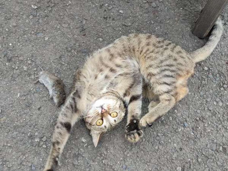 Кошечка в добрые ручки