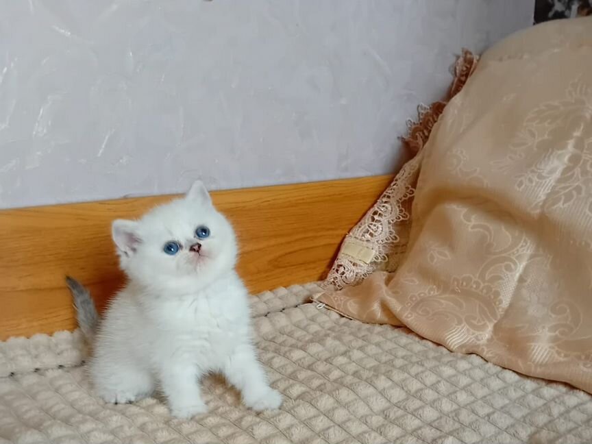 Шотландские прямоухие котята