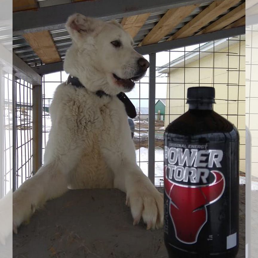 Собака в добрые руки