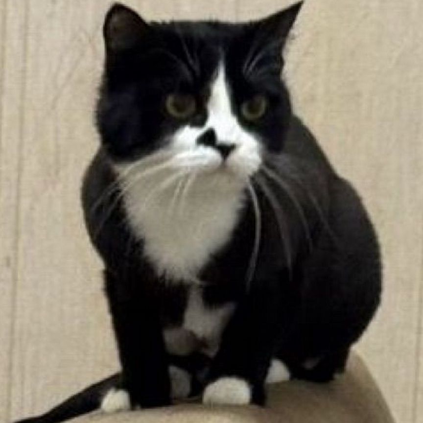 Взрослая, кошка в добрые руки