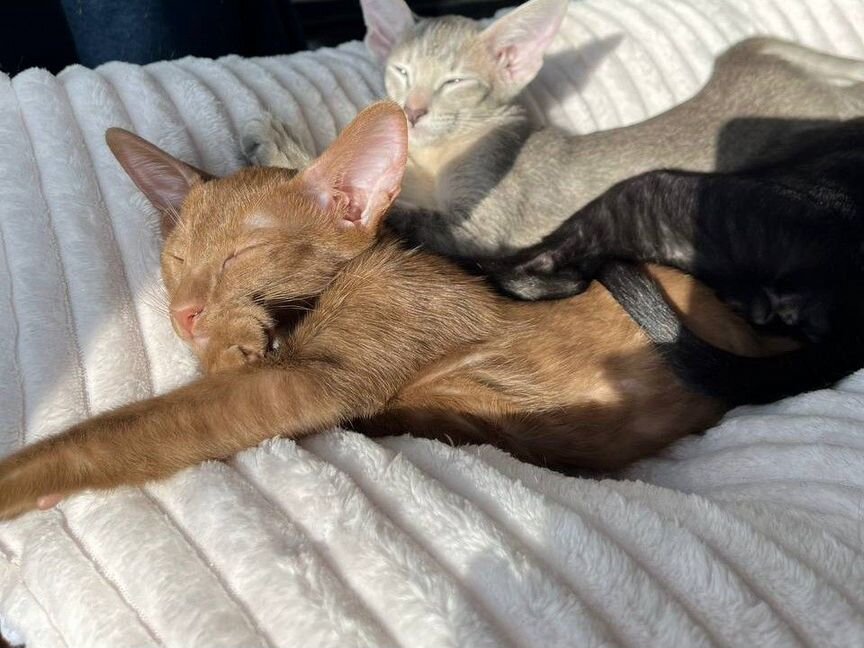 Ориентальные котята