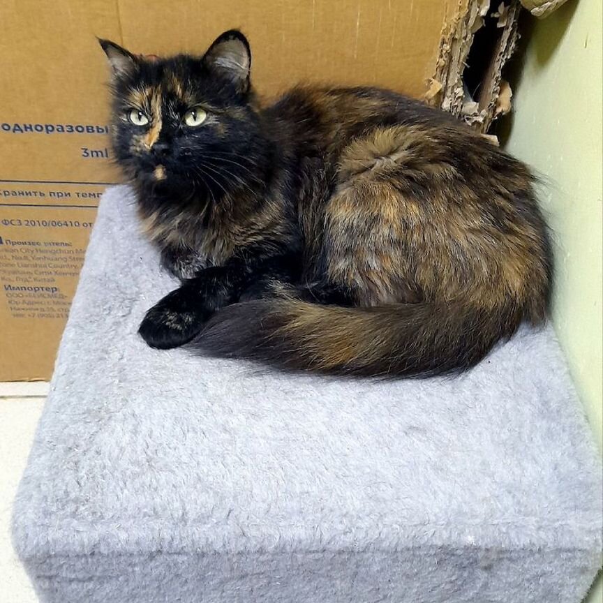 Молодая кошечка Марта, ей 1,5 года