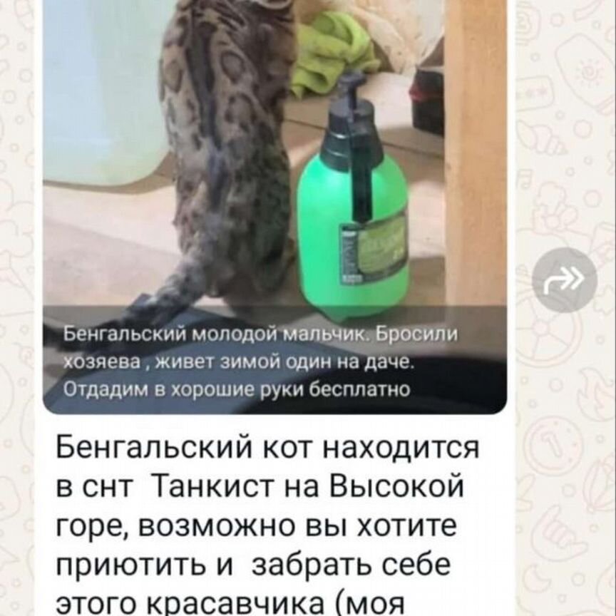 Бенгал в добрые руки