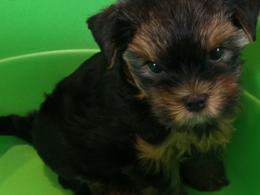 Йоркширский терьер щенок