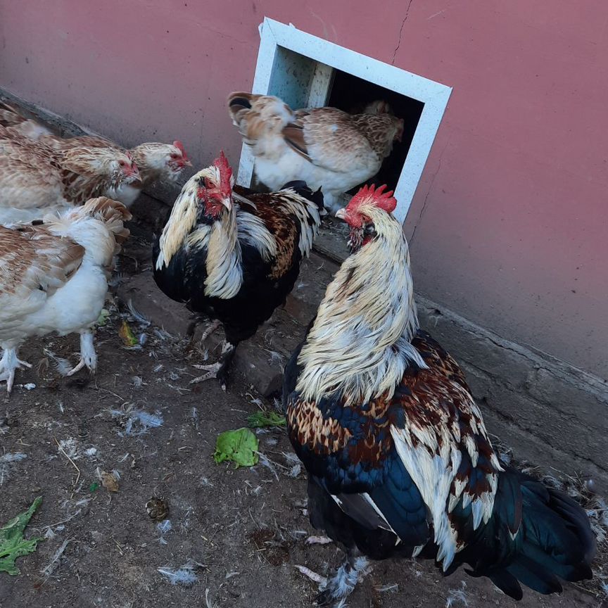 Петушок фавероль