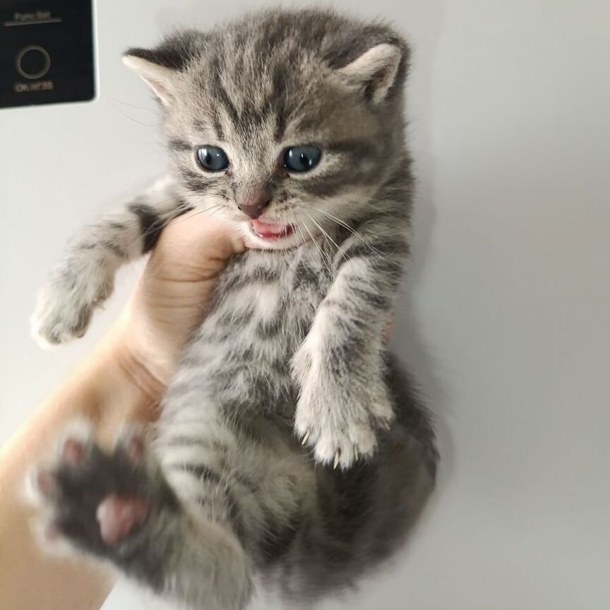 Шотландский прямоухий короткошёрстный котёнок