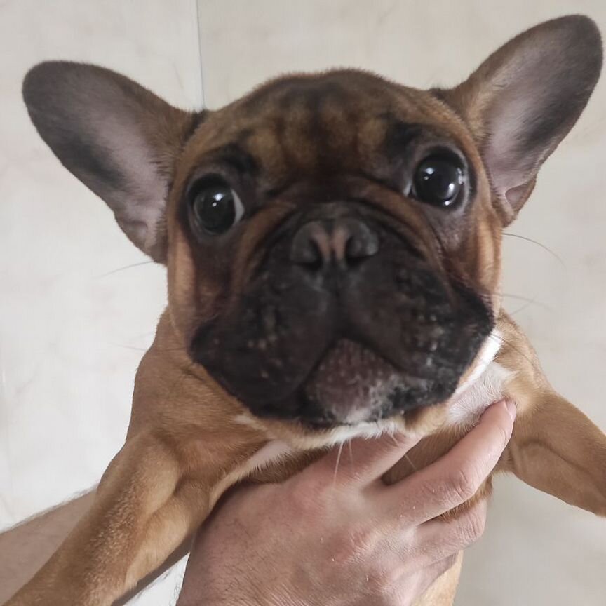 Французский бульдог, щенок