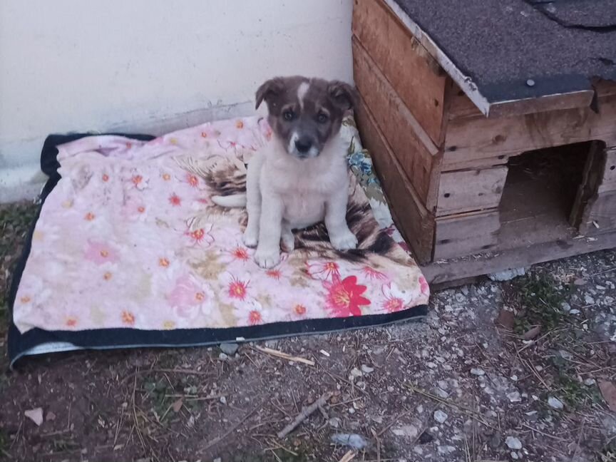 Отдам бесплатно