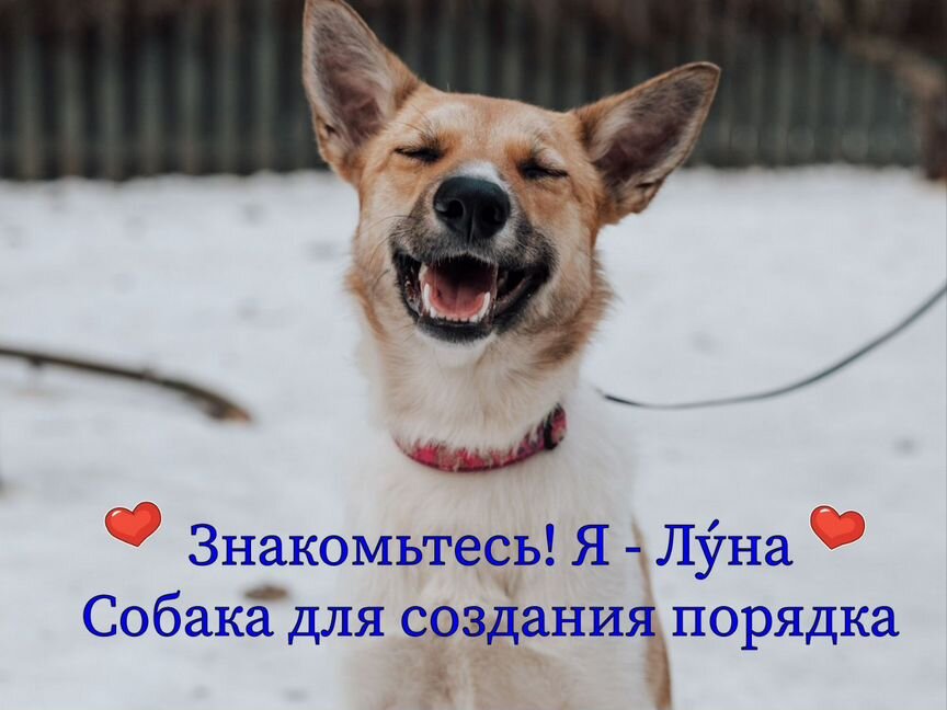 Луна - собака для порядка