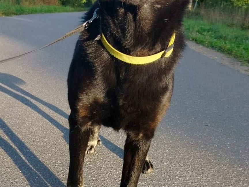 Багира ищет дом