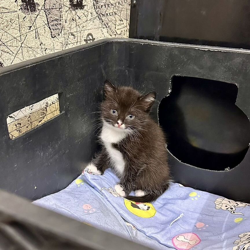 Отдам котенка в добрые руки