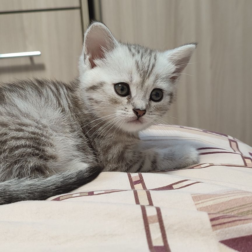 Шотландская прямоухая