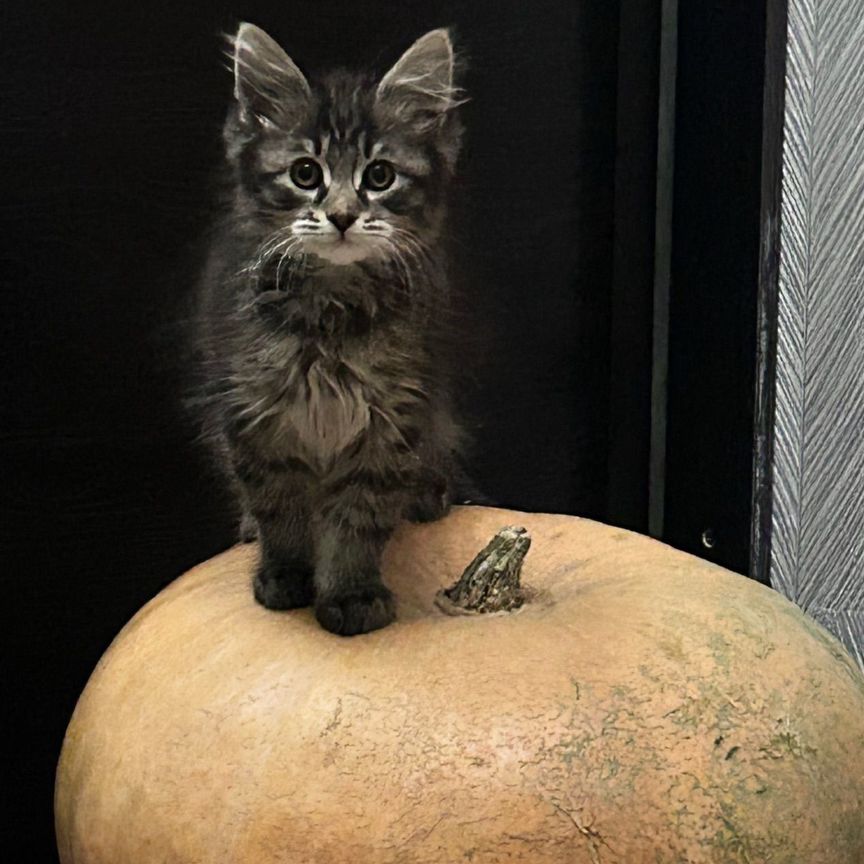 Мейн-кун котёнок