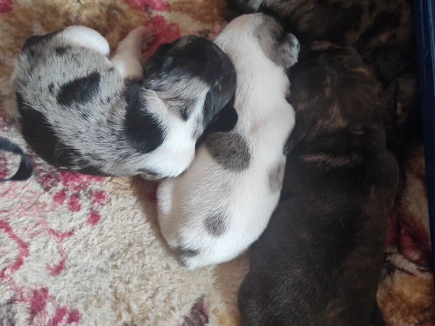 Французский бульдог щенки