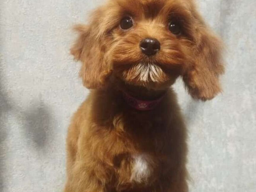 Продаются щенки мальти-пу