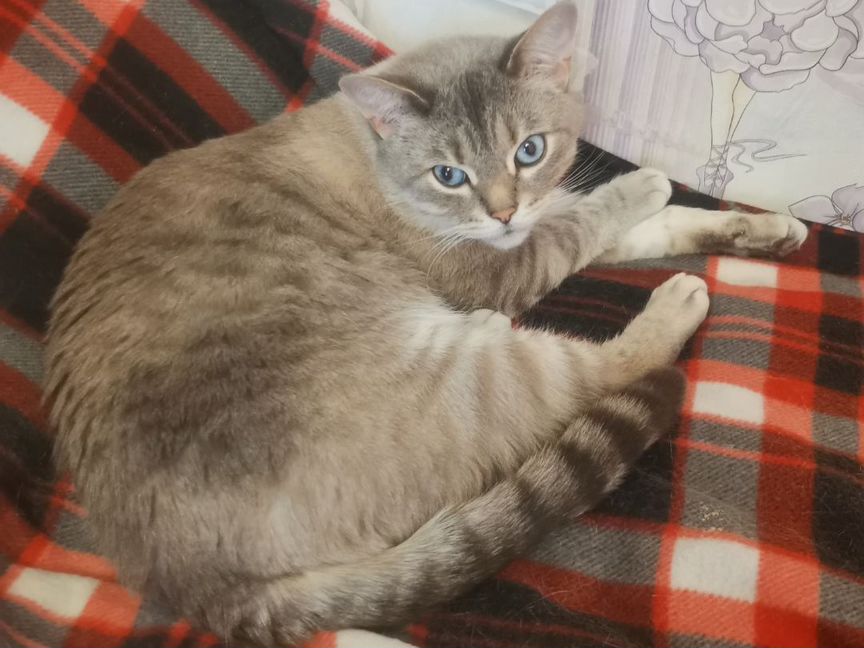 Кошка в дар бесплатно