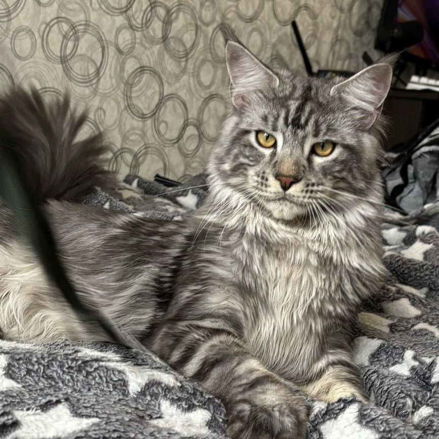 Мейн-кун мальчик 8 месяцев