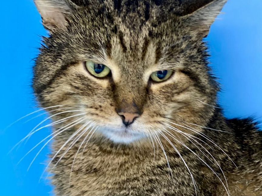 Ласковый котик Мурчик до сих пор в приюте