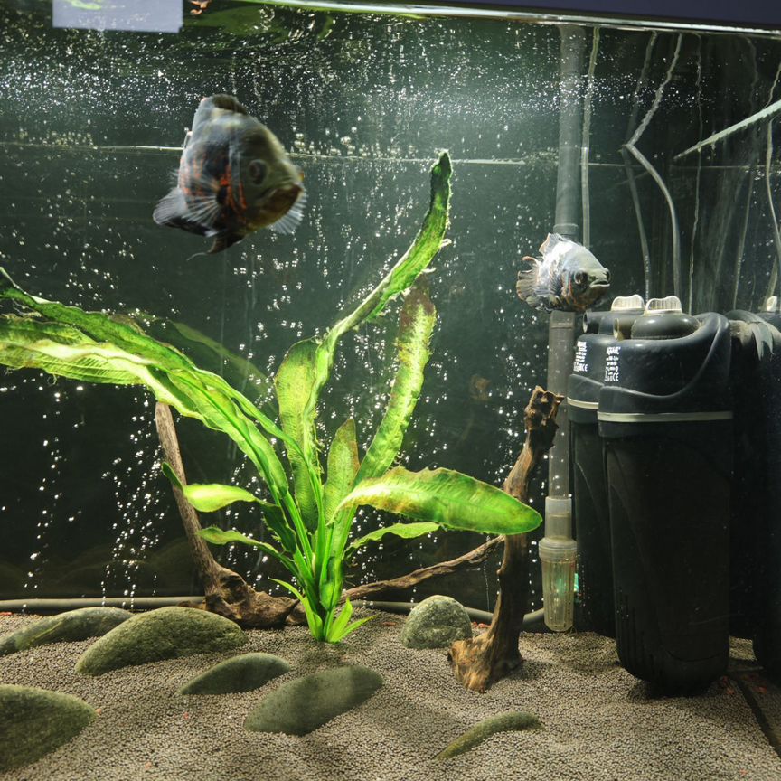 Отдам Астронотуса