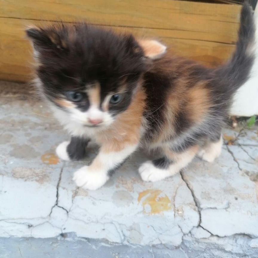Котята ждут хозяев