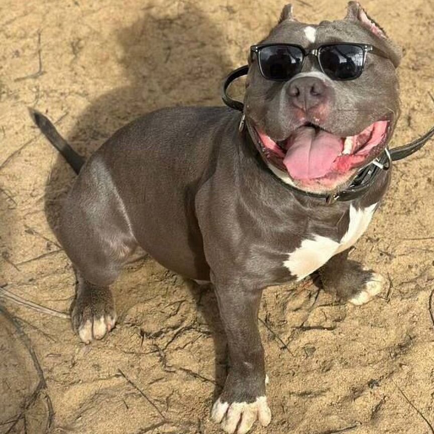 Американский булли стандарт вязка