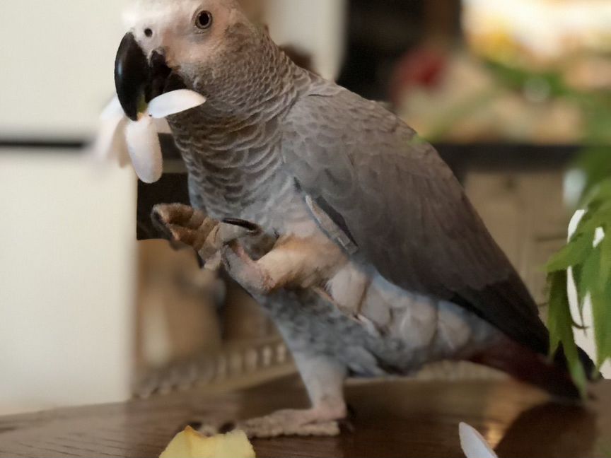 Попугай выкормыш серый