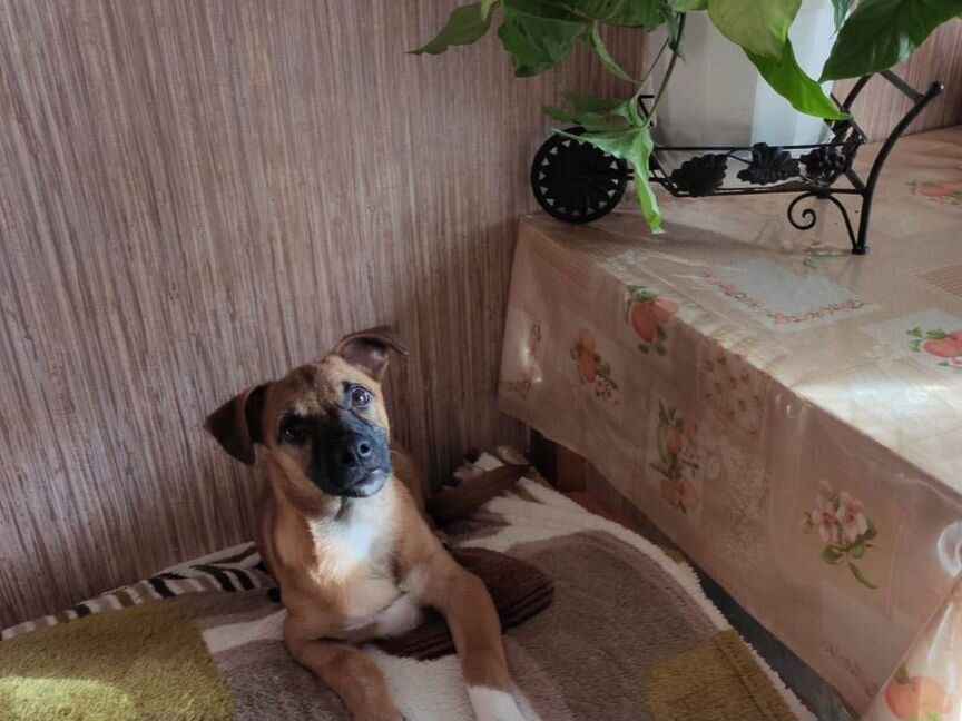 Рекс ищет дом