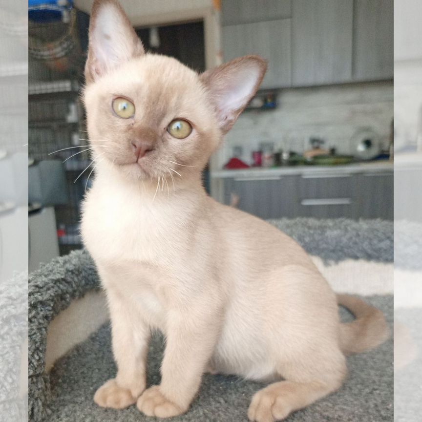 Шоколадная кошечка