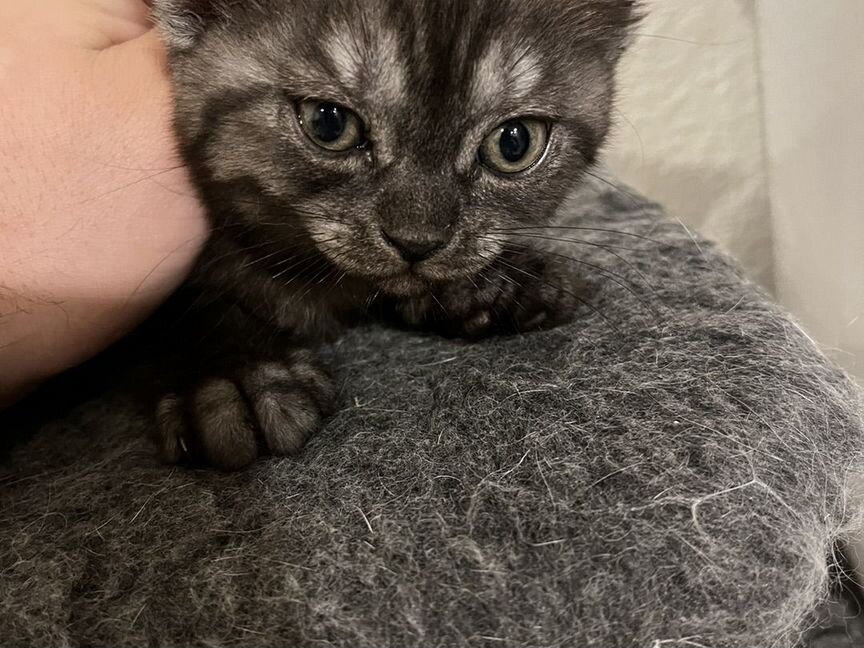 Шотландская вислоухая