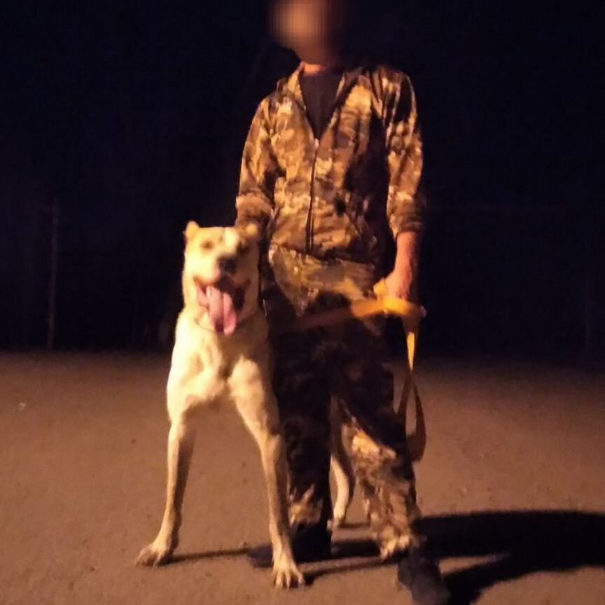 Продаётся молодой кобель