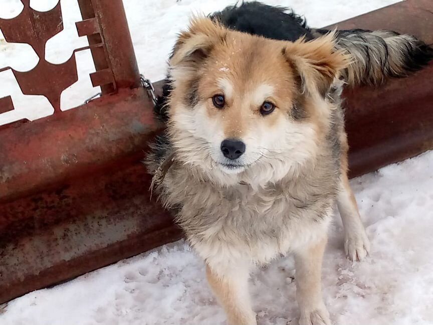 Собака в добрые руки