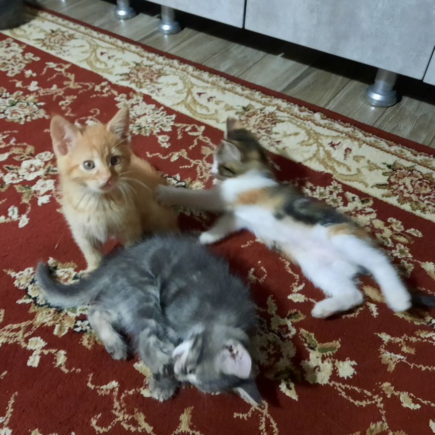 Котята