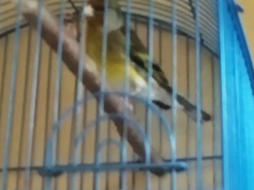 Продам гебрид щегла с канарейкой 2500