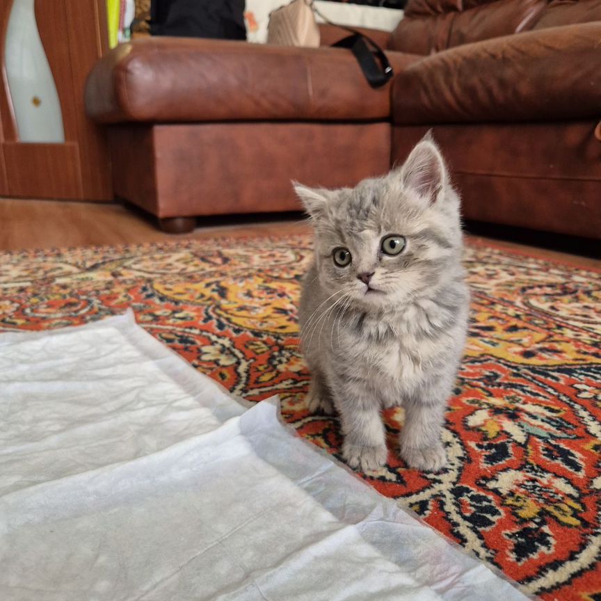 Плюшевый котенок в дар