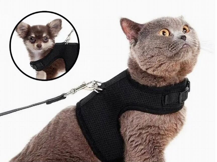 Шлейка с поводком для котов и маленьких собак