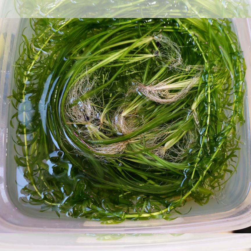 Аквариумные растения (прополка)