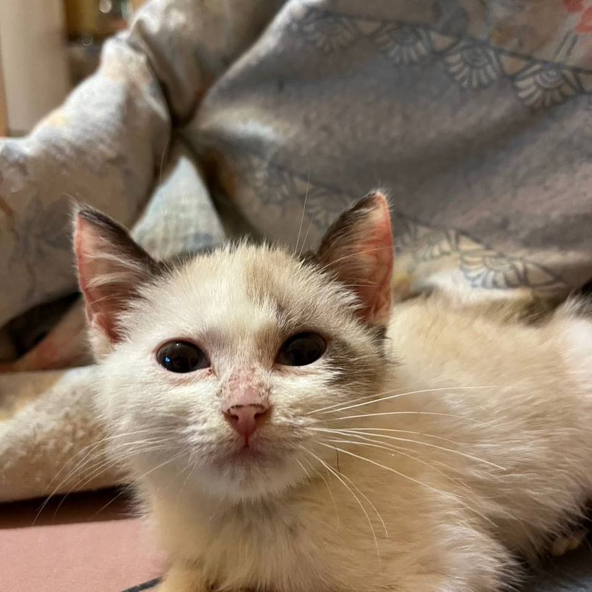 Котенок в добрые руки