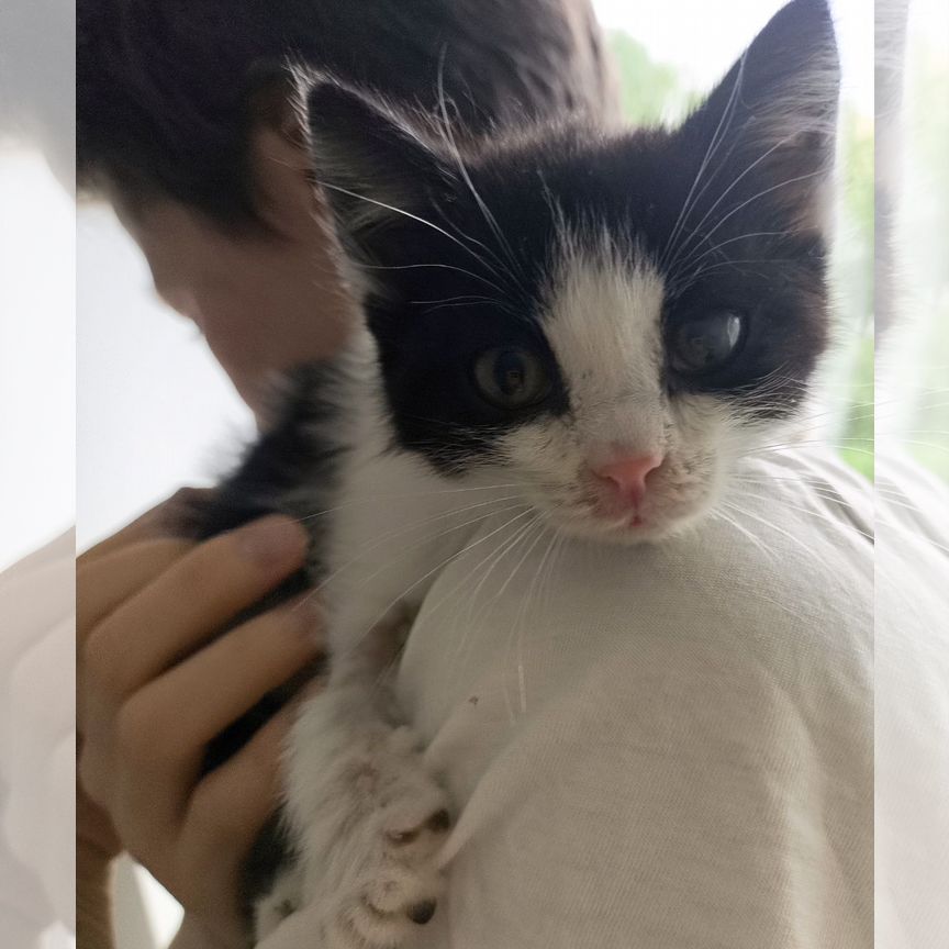 Котёнок в добрые руки