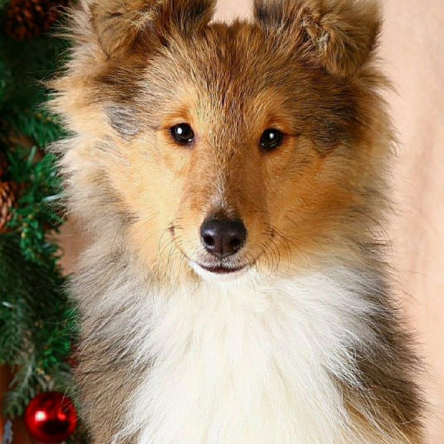 Щенок шелти