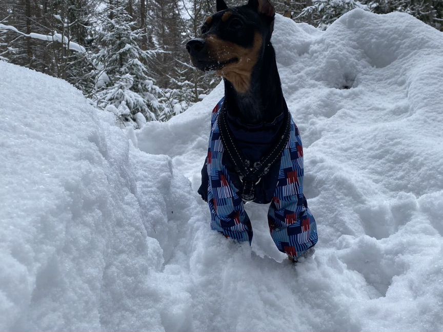 Вязка цвергпинчер