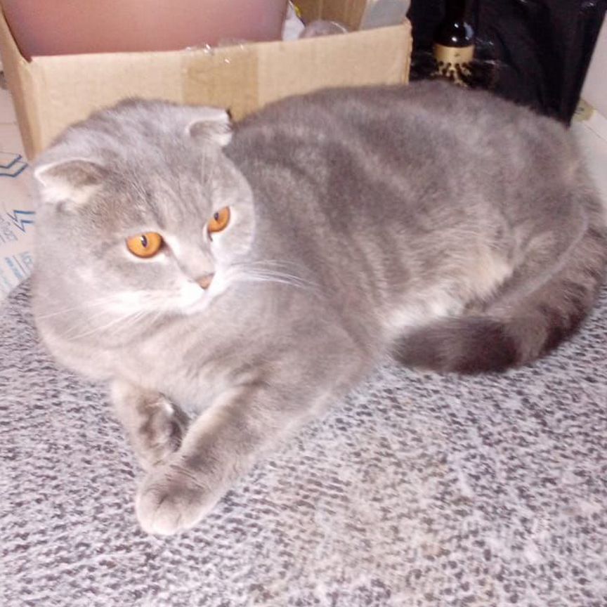 Шотландская вислоухая короткошёрстная кошка, взрослая