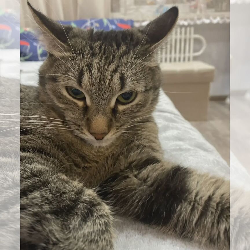 Взрослый кот в добрые руки