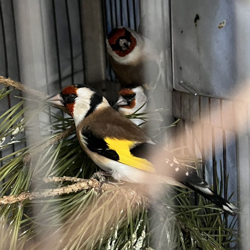 Птица щеглы