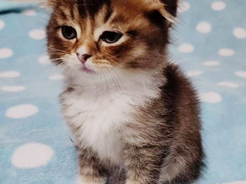 Маленькая вислоушка