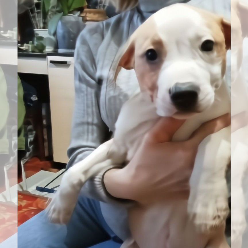 Американский стаффордширский терьер, щенок