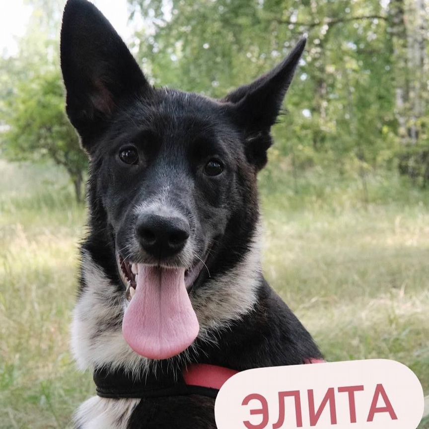 Собака Элита в поиске хозяев